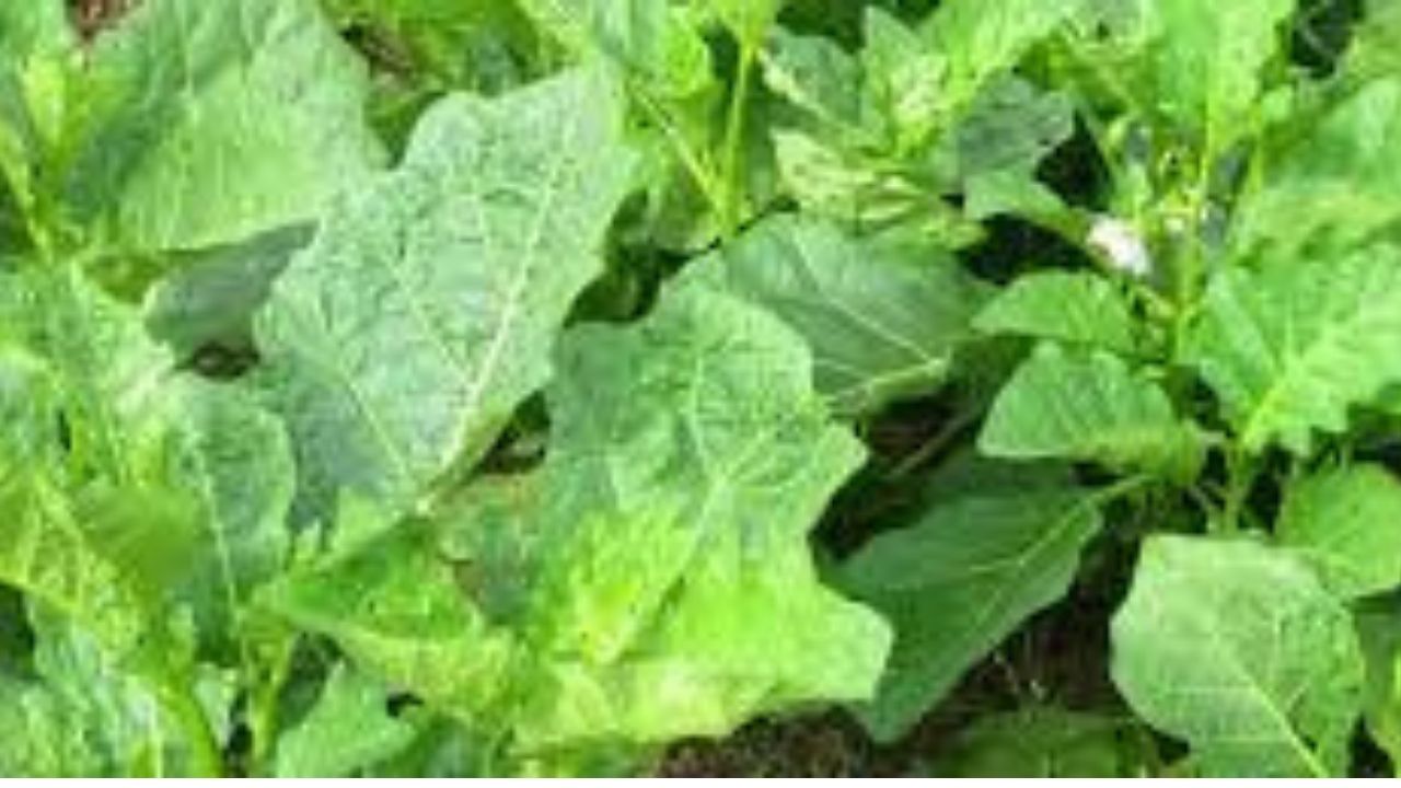 How to Cook Delicious Achi Soup with a Low Budget - My Family Pride