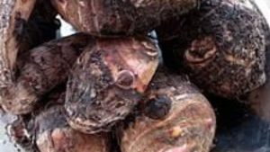 Cocoyam (Ede – soup thickener and swallow) - My Family Pride