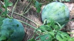 Egusi (Melon) Seeds: An Underrated Super food - My Family Pride