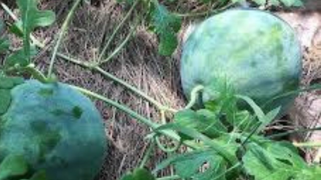 Egusi (Melon) Seeds: An Underrated Super food - My Family Pride
