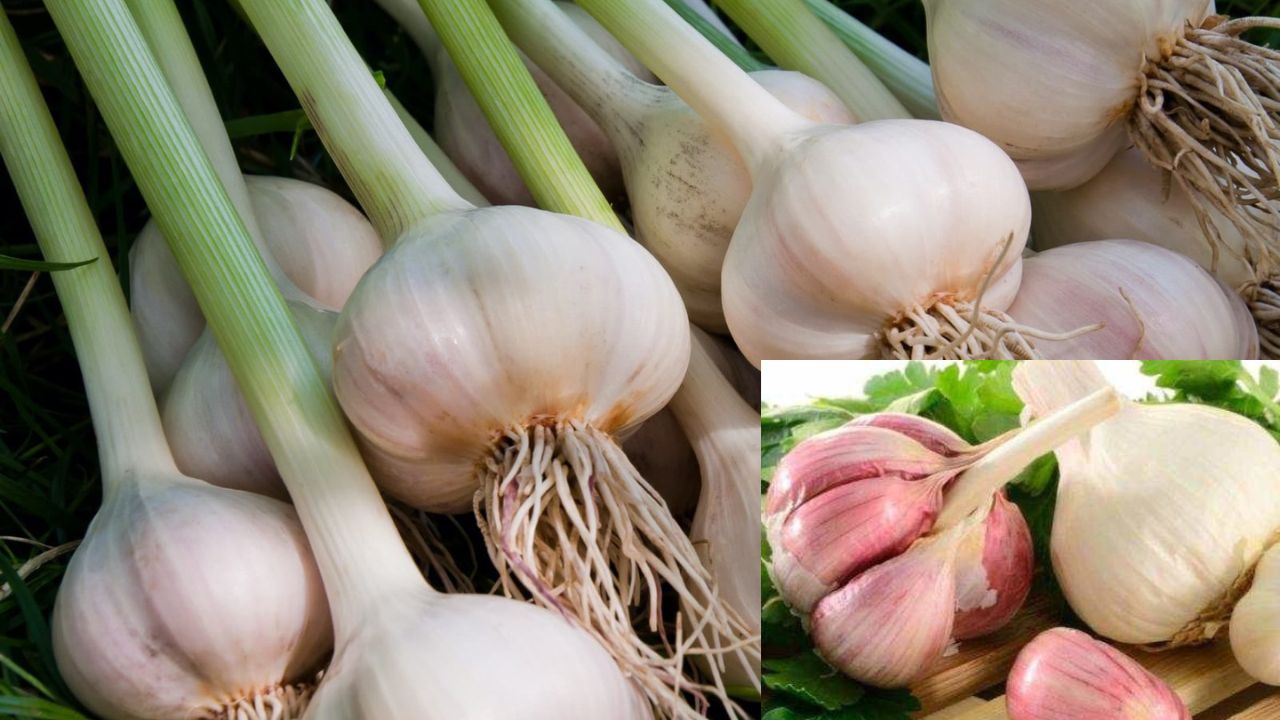 Health Benefits Of Garlic And How You Can Use It. - My Family Pride