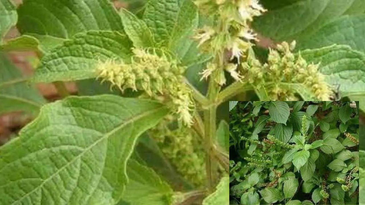 The Magic of Scent Leaves - My Family Pride