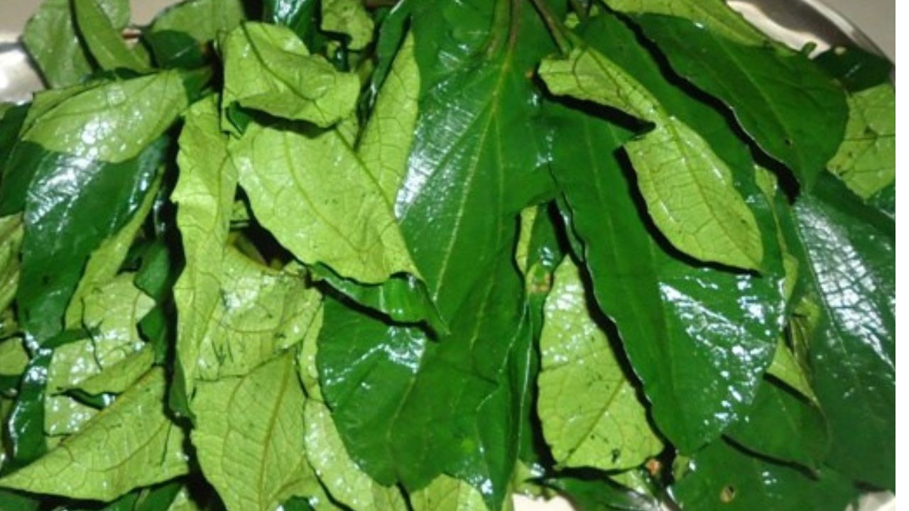 Amazing Benefits of Ugu Leaves - My Family Pride