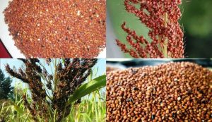20 Awesome Health Benefits of Guinea Corn and Millet - My Family Pride