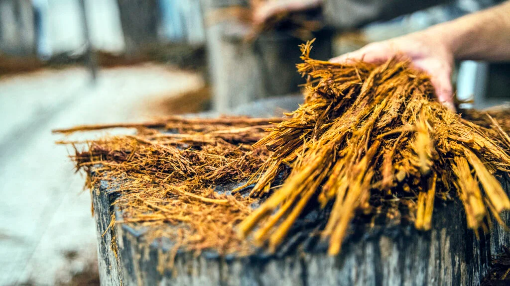 Everything You Need to Know About DMT - My Family Pride